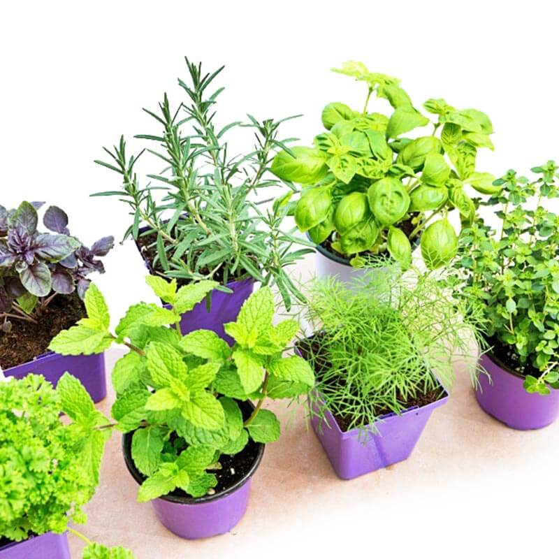 Fines Herbes assorties | Jardins Zeillinger Botanix