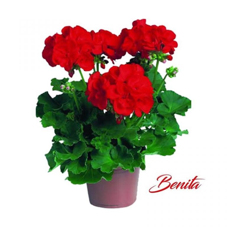 Géranium Flower Fairy Velvet Red | Jardins Zeillinger Botanix