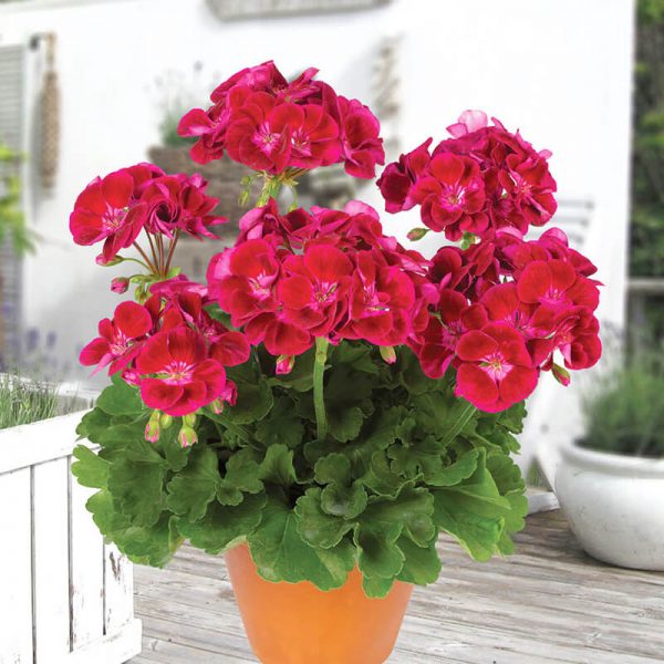Géranium Flower Fairy Velvet Red | Jardins Zeillinger Botanix