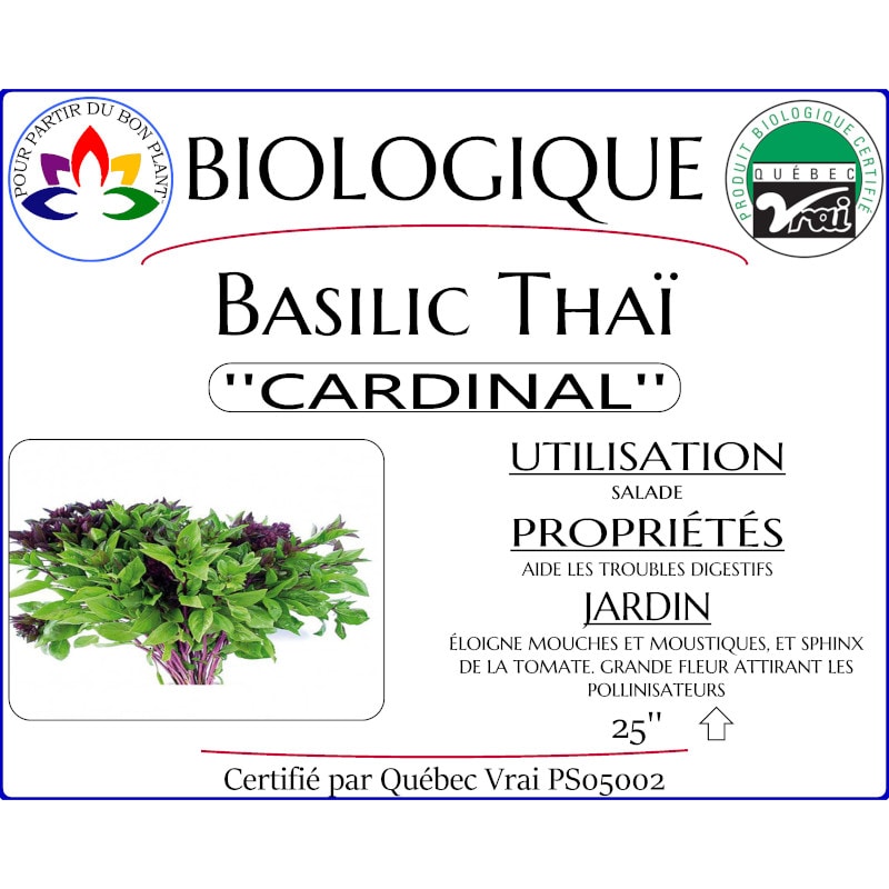 Plant de Basilic Thaï Cardinal | Jardins Zeillinger Botanix