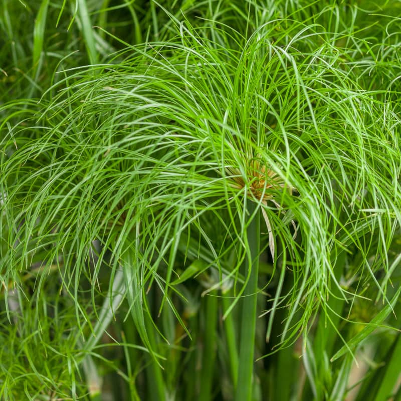 Cyperus Papyrus Prince Tut | Jardins Zeillinger Botanix
