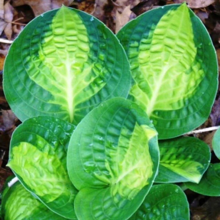 Hosta Warwick Comet | Jardins Zeillinger Botanix