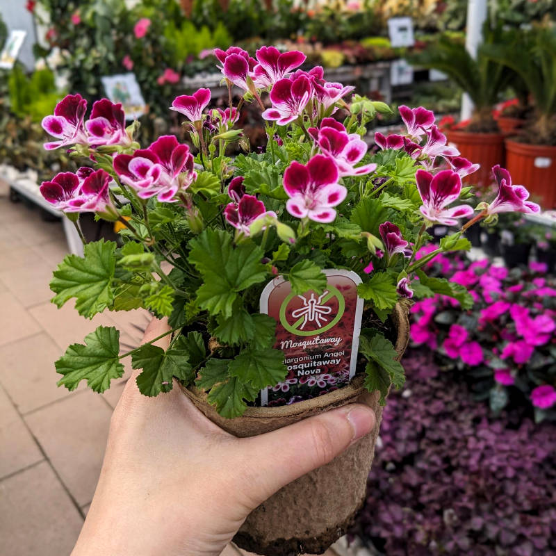 Géranium Mosquitaway Nova | Jardins Zeillinger Botanix
