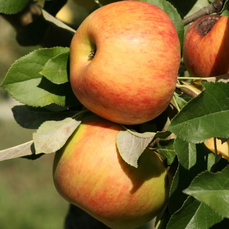 Pommiers | Jardins Zeillinger Botanix
