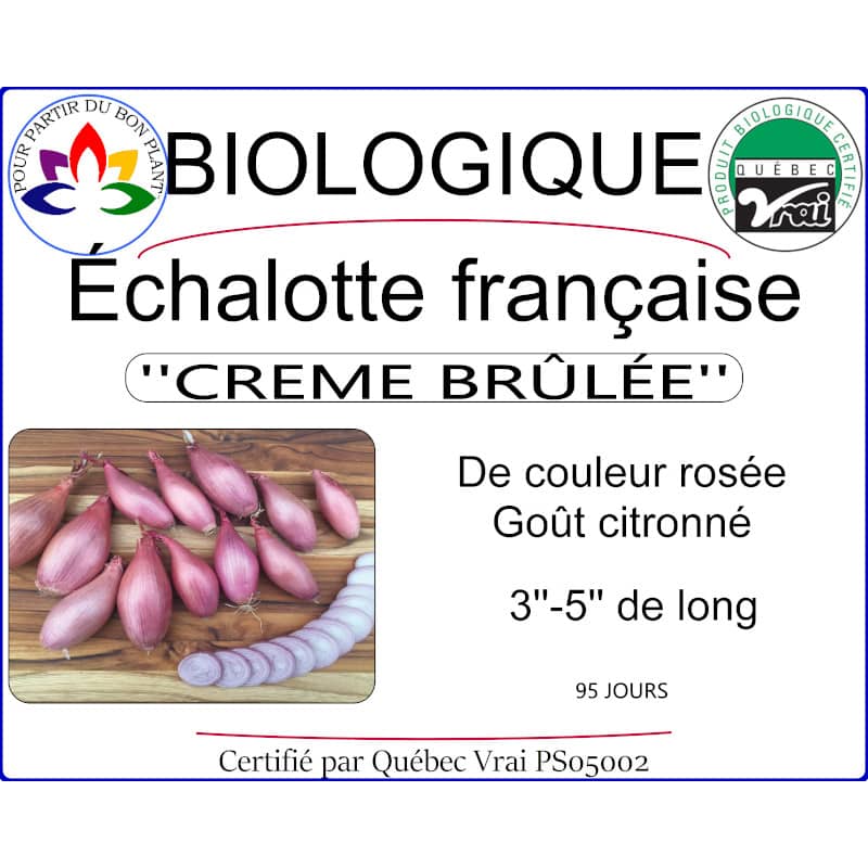 Plant d’Échalotte Française | Jardins Zeillinger Botanix