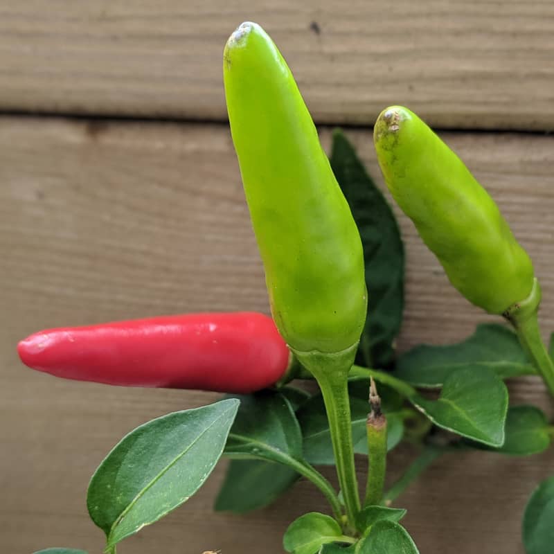 Plant de Piment Super Chili | Jardins Zeillinger Botanix