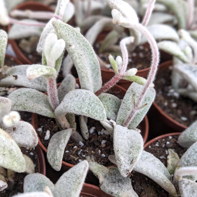 Kalanchoe Polar Bear | Jardins Zeillinger Botanix