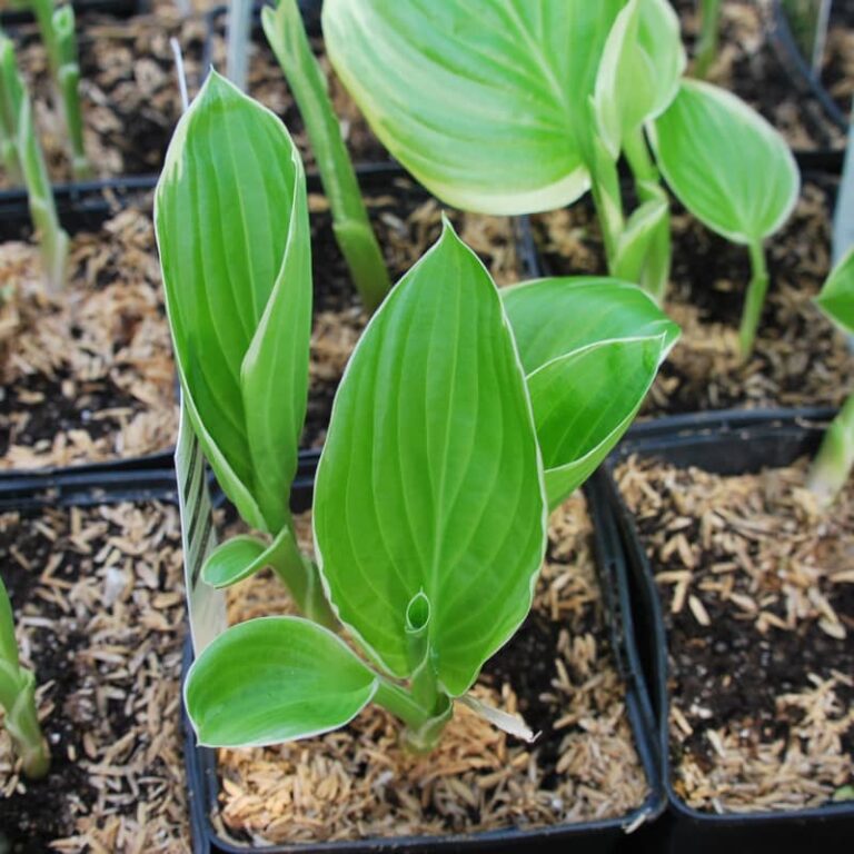 Hosta Frozen Margarita | Jardins Zeillinger Botanix