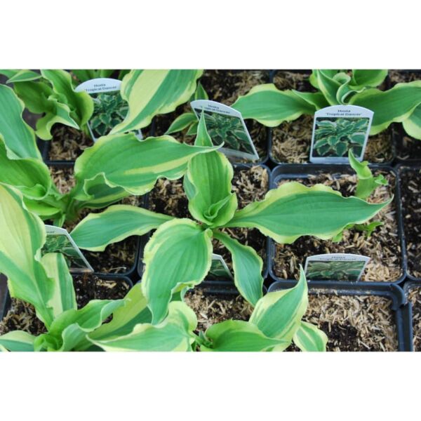 Hosta Tropical Dancer | Jardins Zeillinger Botanix