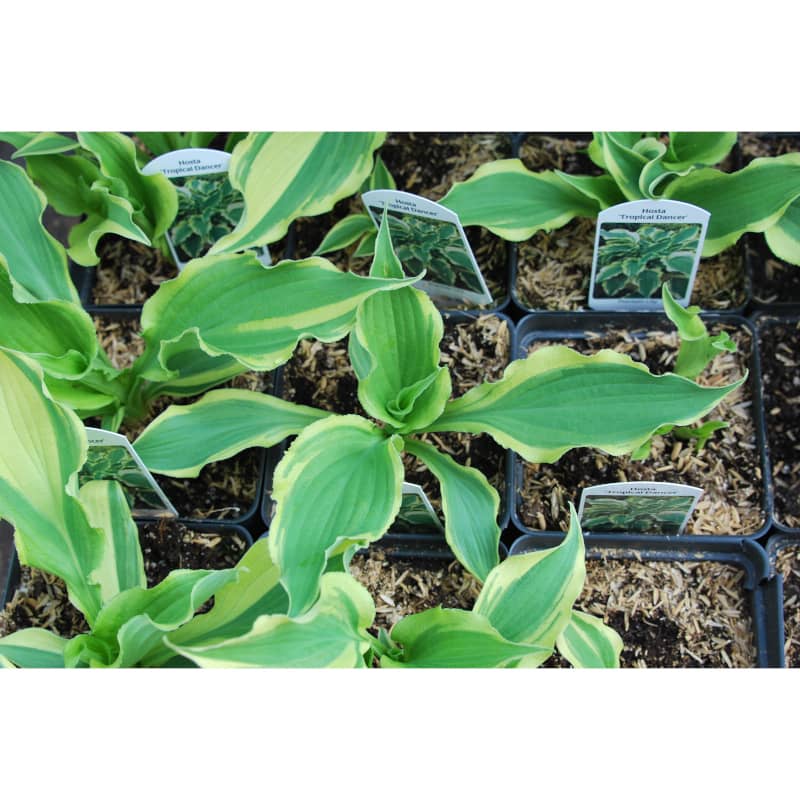 Hosta Tropical Dancer | Jardins Zeillinger Botanix
