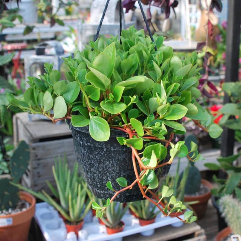 Peperomia Cubensis | Jardins Zeillinger Botanix