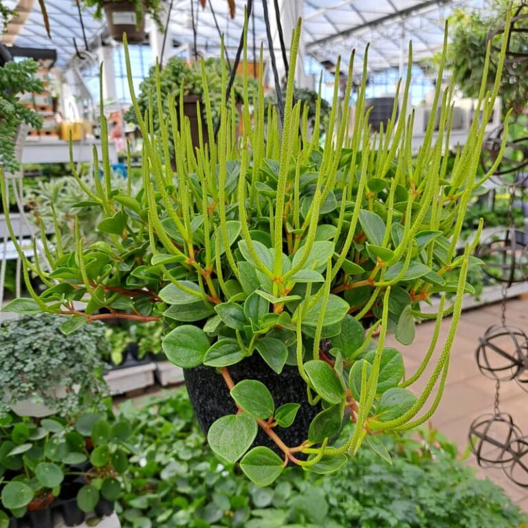 Peperomia Cubensis | Jardins Zeillinger Botanix