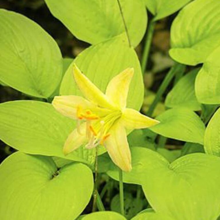 Hosta Miracle Lemony | Jardins Zeillinger Botanix