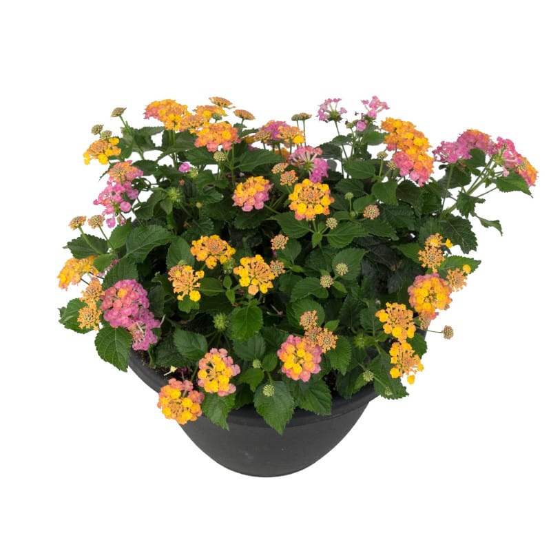 Lantana Sunset | Jardins Zeillinger Botanix