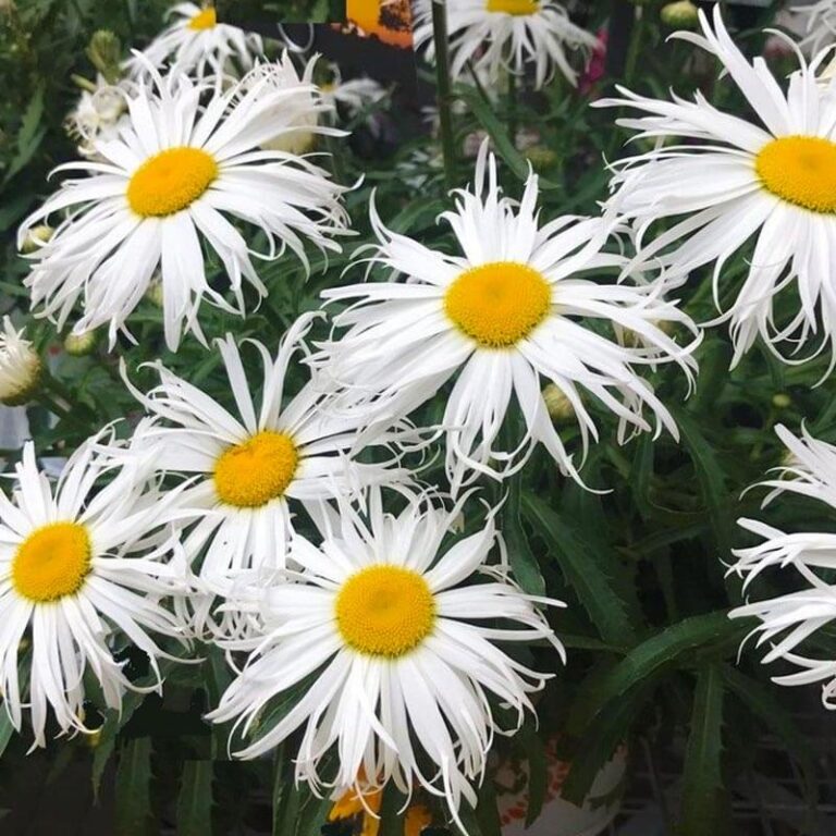Leucanthemum Whoops a Daisy | Jardins Zeillinger Botanix