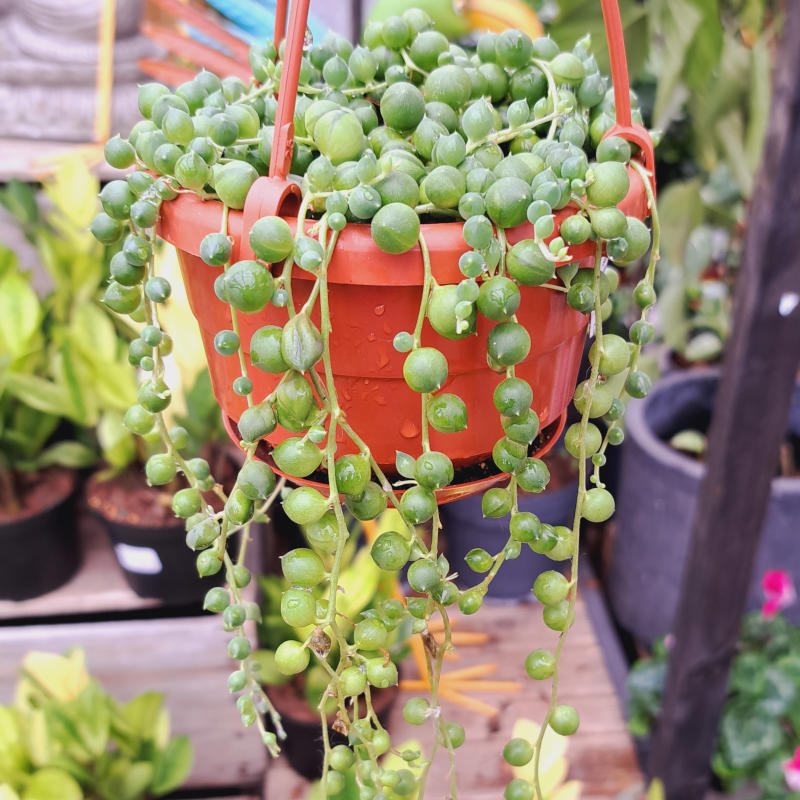 Senecio String of Pearl | Jardins Zeillinger Botanix