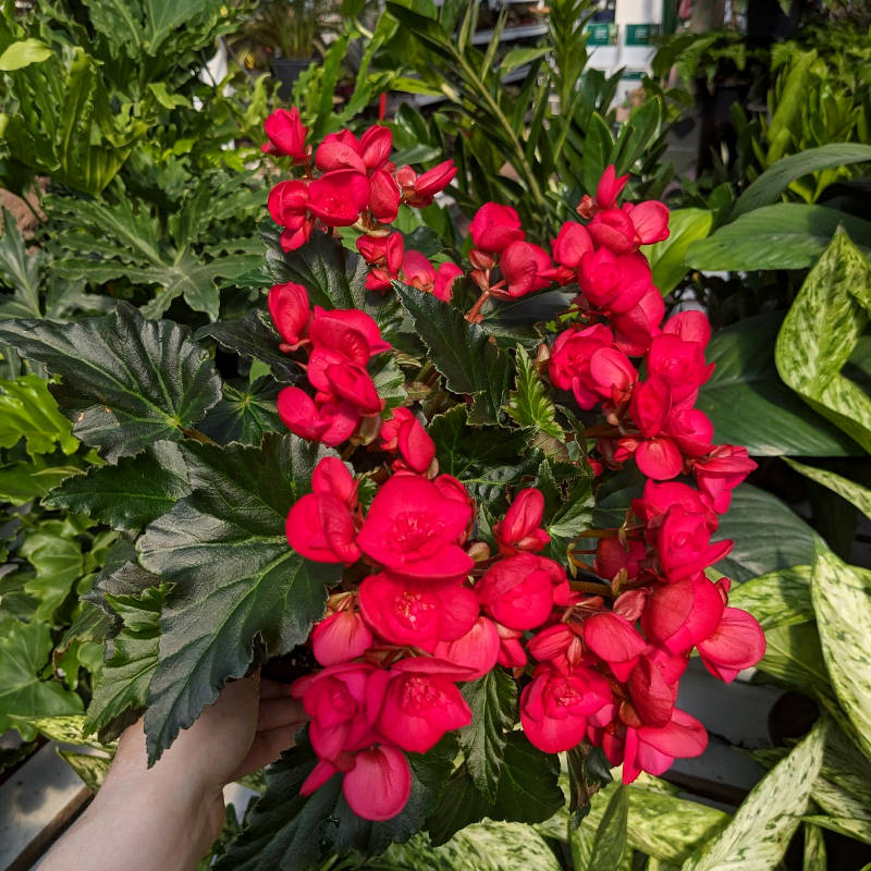 Begonia Reiger | Jardins Zeillinger Botanix