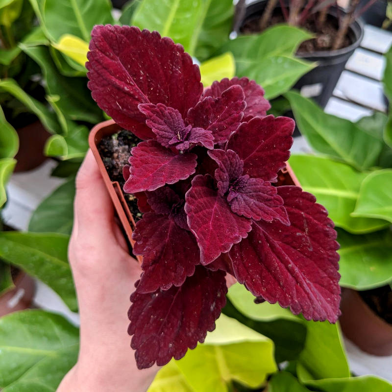 Coleus Beale Street | Jardins Zeillinger Botanix